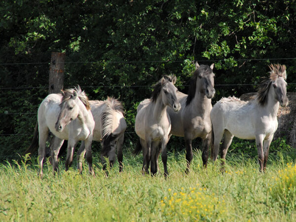 Wildpferde – Vereinzelte, halbwilde Pferderassen - Zäune bauen mit ZAUNQ