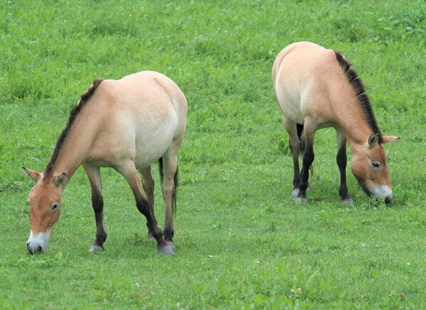 Wildpferde – Vereinzelte, halbwilde Pferderassen - Zäune bauen mit ZAUNQ